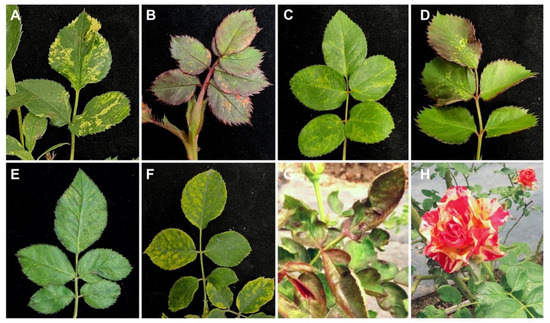 Rose Virome Analysis and Identification of a Novel Ilarvirus in Taiwan