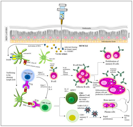 Viruses | Free Full-Text | Host Protective Immunity against Severe ...