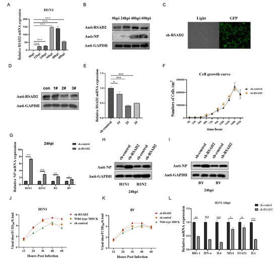 RSAD2 Is an Effective Target for High-Yield Vaccine Production in MDCK ...