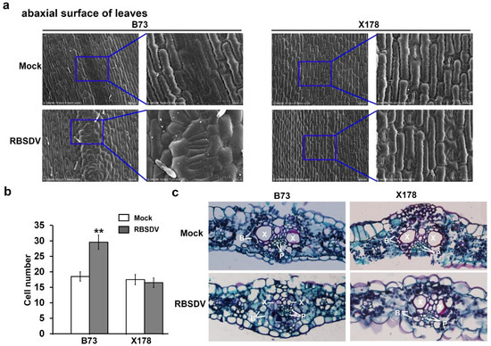 Comparative Proteomic Analyses of Susceptible and Resistant Maize ...
