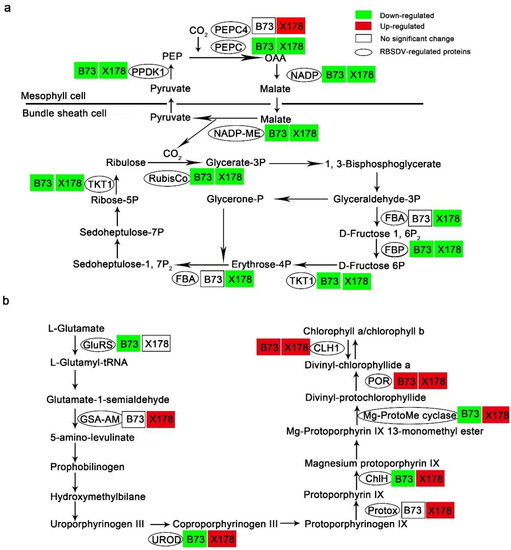 Comparative Proteomic Analyses of Susceptible and Resistant Maize ...