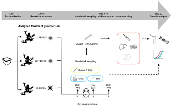 Non-Lethal Detection of Frog Virus 3-Like (RUK13) and Common Midwife Toad Virus-Like (PDE18 ...