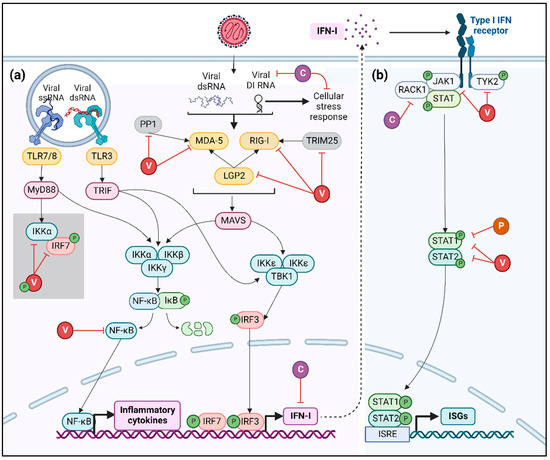 Measles Virus-Induced Host Immunity and Mechanisms of Viral Evasion
