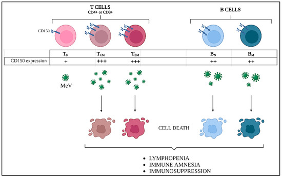 Measles Virus-Induced Host Immunity and Mechanisms of Viral Evasion