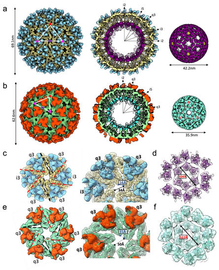 Alphavirus Particles Can Assemble with an Alternate Triangulation Number