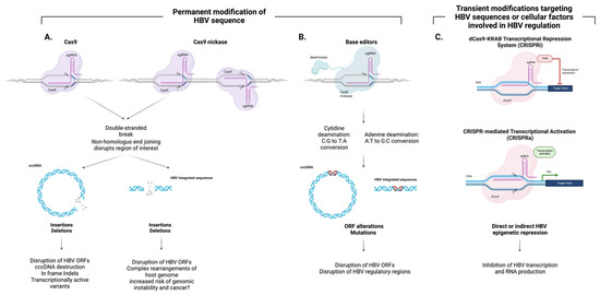 Gene Editing Technologies to Target HBV cccDNA