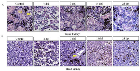 Comparative Study on Immune Function of the Head and Trunk Kidney in ...