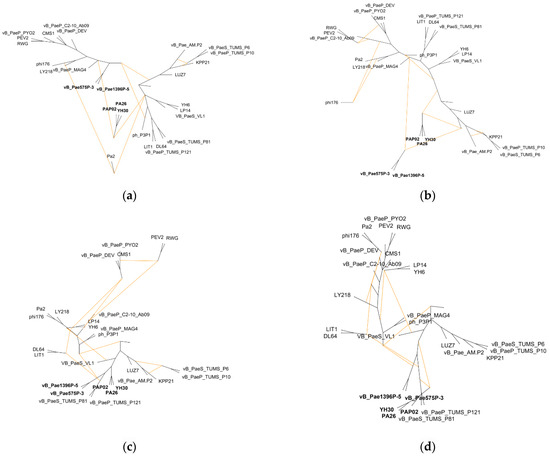 Recombination Events in Putative Tail Fibre Gene in Litunavirus Phages ...