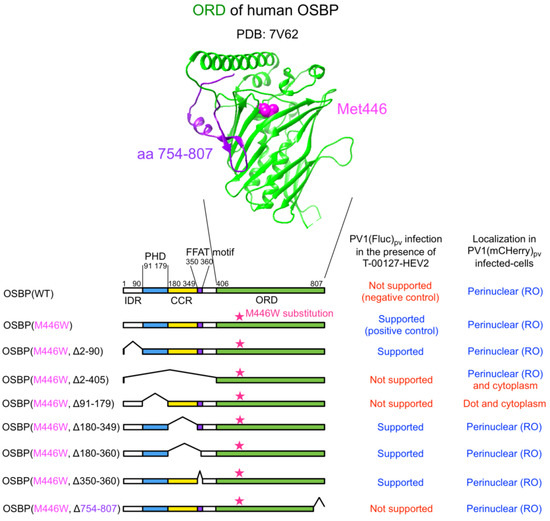 Essential Domains of Oxysterol-Binding Protein Required for Poliovirus Replication