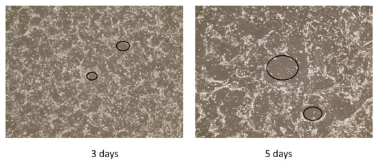Long-Term Culture of Canine Ocular Cells That Maintain Canine ...