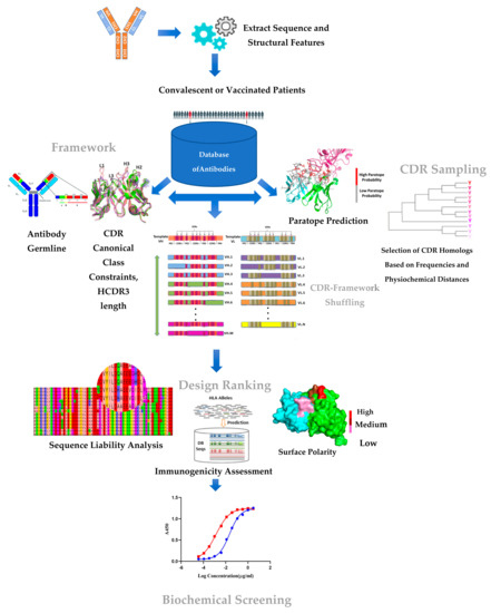 Optimizing Antibody Affinity and Developability Using a Framework–CDR ...