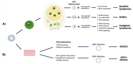 EBV Association with Lymphomas and Carcinomas in the Oral Compartment
