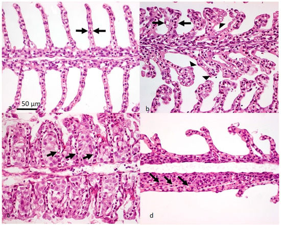Emergence of Salmon Gill Poxvirus