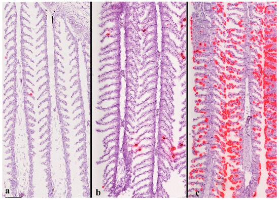 Emergence of Salmon Gill Poxvirus