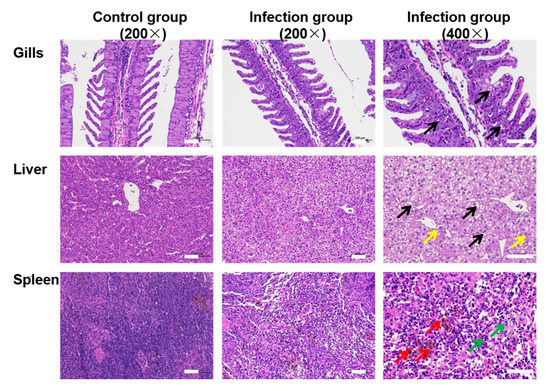 Isolation and Identification of a New Isolate of Anguillid Herpesvirus ...