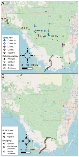 Divergent Serpentoviruses in Free-Ranging Invasive Pythons and Native ...