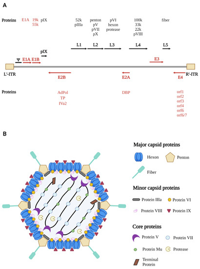 Significance of Preexisting Vector Immunity and Activation of Innate ...