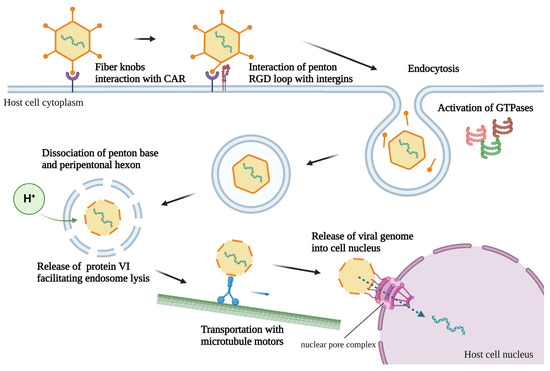 Significance of Preexisting Vector Immunity and Activation of Innate ...