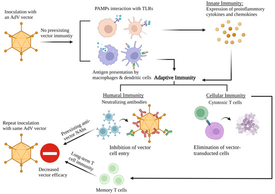 Significance of Preexisting Vector Immunity and Activation of Innate Responses for Adenoviral ...