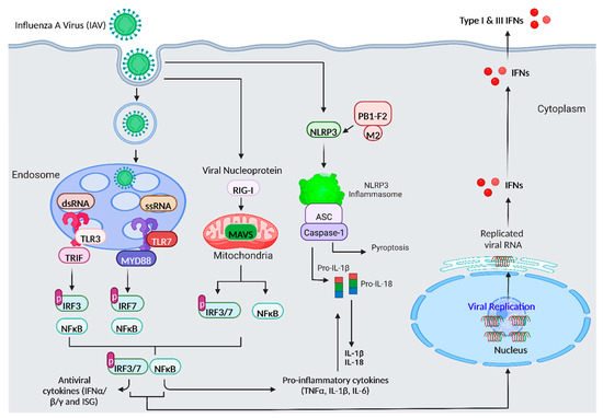 Influenza Virus Infection during Pregnancy as a Trigger of Acute and ...