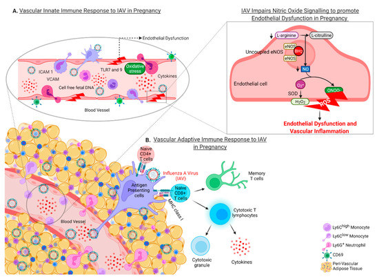 Influenza Virus Infection during Pregnancy as a Trigger of Acute and ...