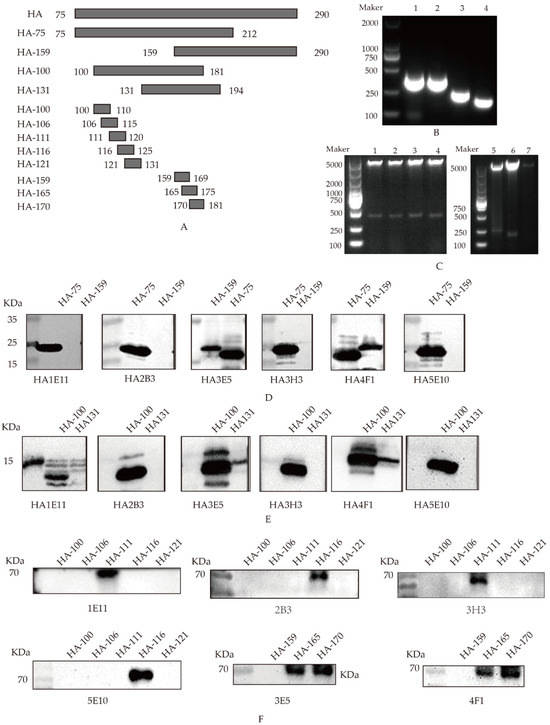 Identification of Unique and Conserved Neutralizing Epitopes of ...