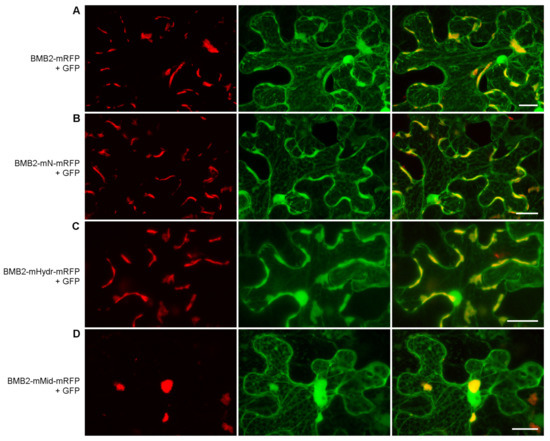 Interaction between Movement Proteins of Hibiscus green spot virus
