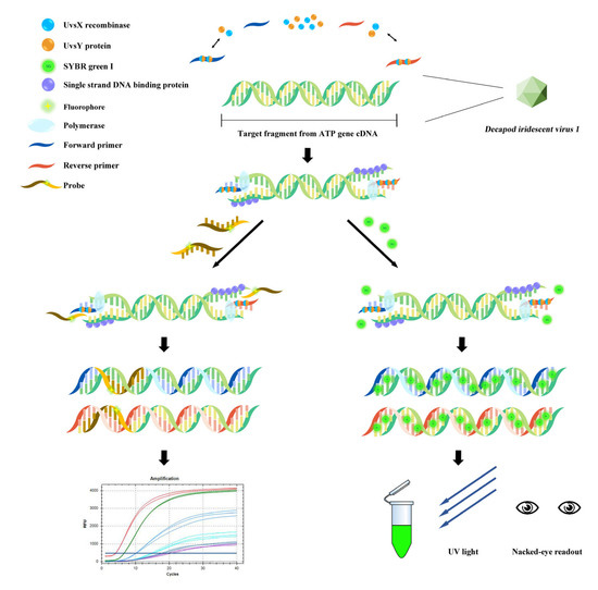 Development and Visualization Improvement for the Rapid Detection of ...