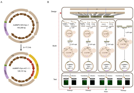 Successful Rescue of Synthetic AcMNPV with a ~17 kb Deletion in the C1 ...