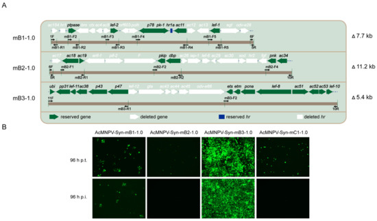 Successful Rescue of Synthetic AcMNPV with a ~17 kb Deletion in the C1 ...