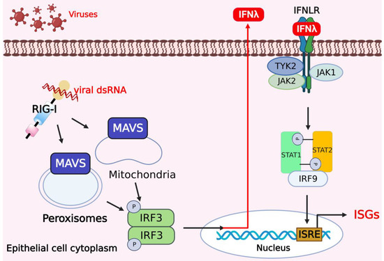 New Insights into the Crosstalk among the Interferon and Inflammatory ...