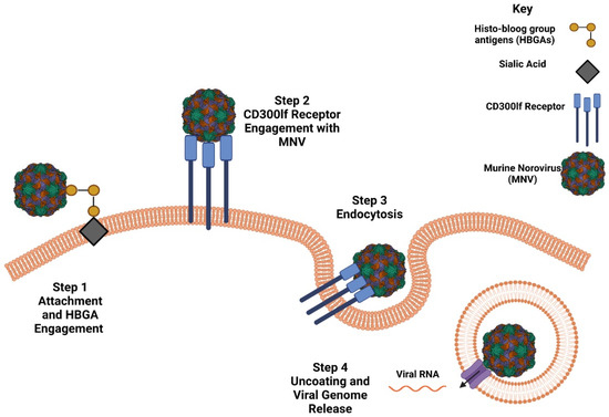 Norovirus: An Overview of Virology and Preventative Measures