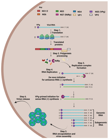 Norovirus: An Overview of Virology and Preventative Measures