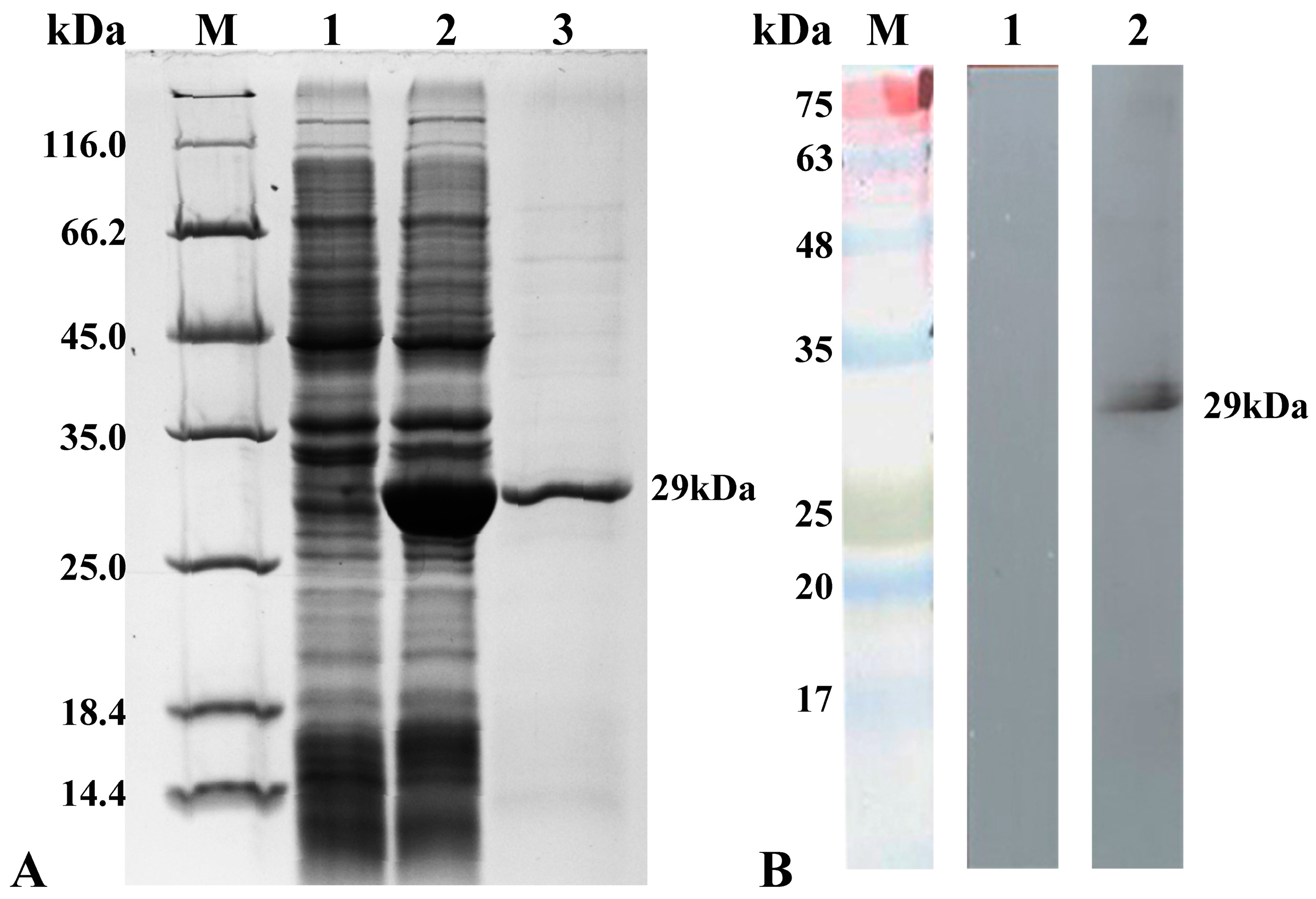 Characterization of Nervous Necrosis Virus (NNV) Nonstructural Protein B2 and Its Enhancement on ...