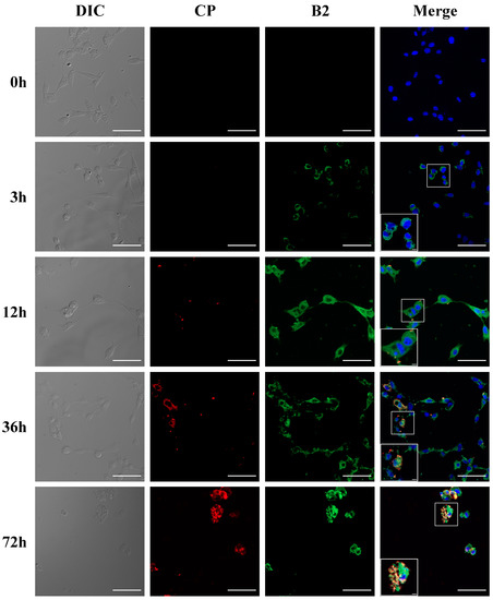 Characterization of Nervous Necrosis Virus (NNV) Nonstructural Protein ...