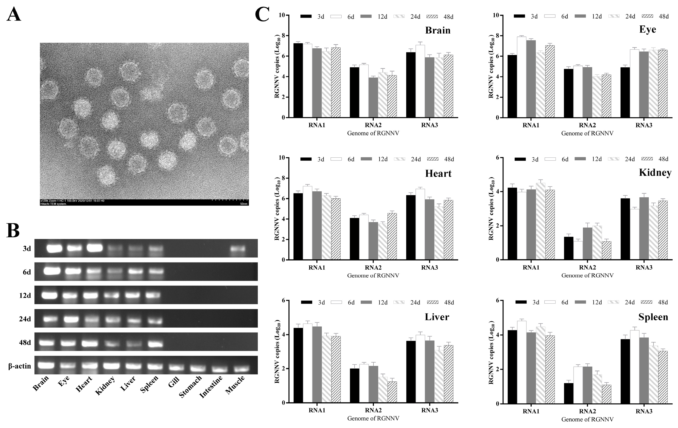 Characterization of Nervous Necrosis Virus (NNV) Nonstructural Protein ...