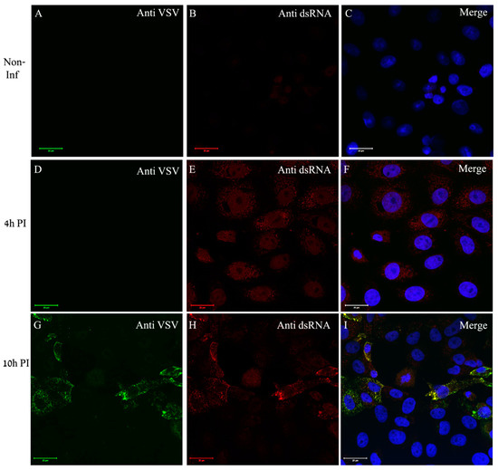 Insights from the Infection Cycle of VSV-ΔG-Spike Virus