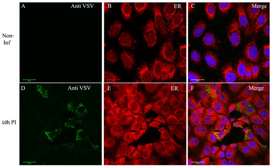 Insights from the Infection Cycle of VSV-ΔG-Spike Virus