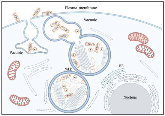 Insights from the Infection Cycle of VSV-ΔG-Spike Virus