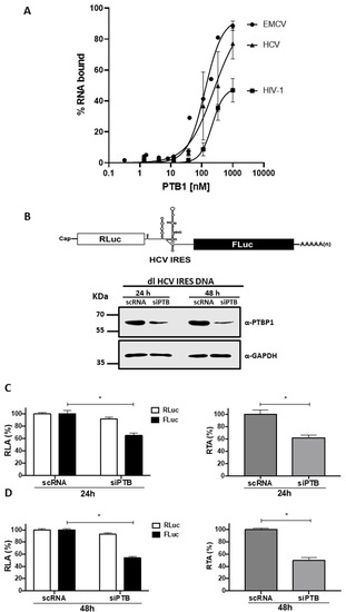 Viruses | Free Full-Text | Polypyrimidine-Tract-Binding Protein ...