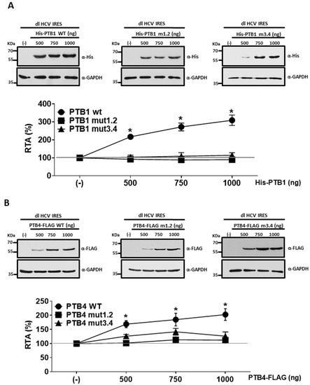 Viruses | Free Full-Text | Polypyrimidine-Tract-Binding Protein ...