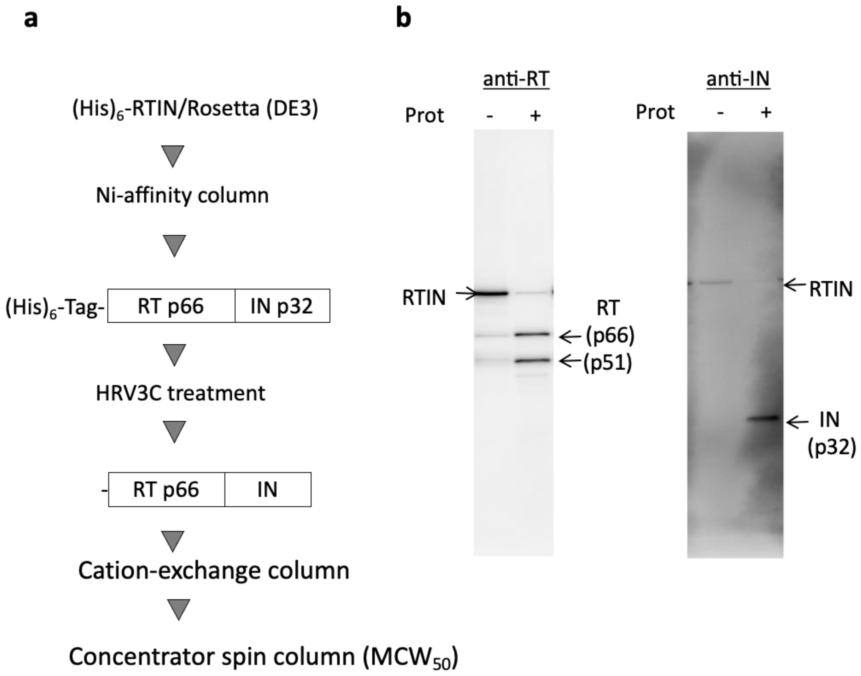Cis-Allosteric Regulation of HIV-1 Reverse Transcriptase by Integrase