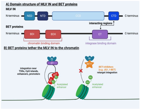 Determinants of Retroviral Integration and Implications for Gene ...
