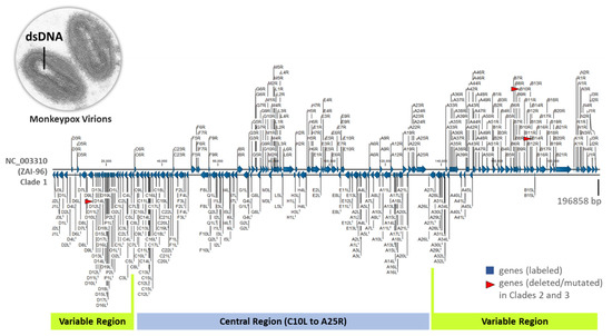 A Customized Monkeypox Virus Genomic Database (MPXV DB v1.0) for Rapid ...