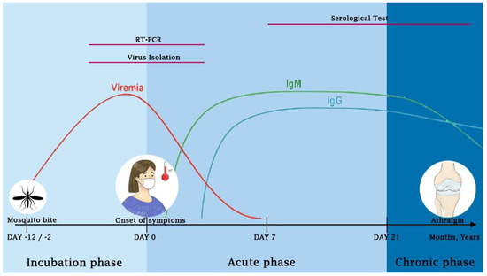 Understanding the Biology and Immune Pathogenesis of Chikungunya Virus ...