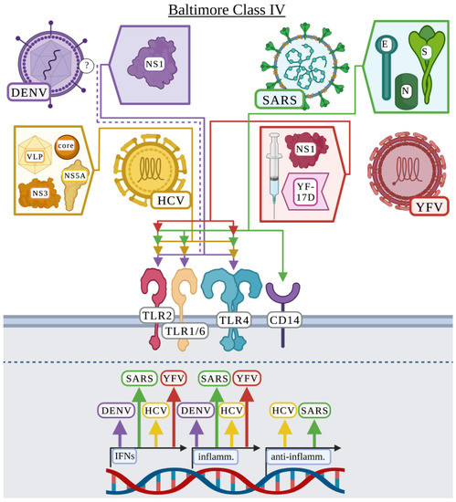 Scratching the Surface Takes a Toll: Immune Recognition of Viral ...