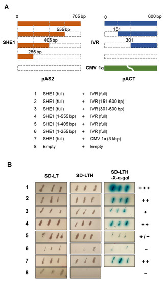 The Virus-Induced Transcription Factor SHE1 Interacts with and ...