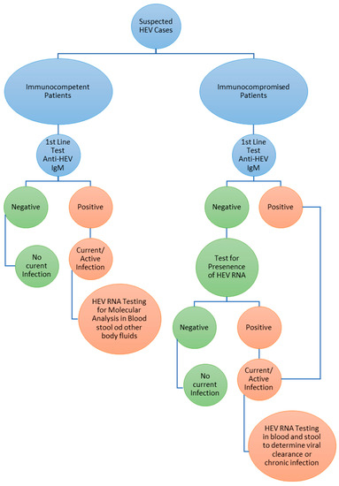Hepatitis E Virus (HEV) Synopsis: General Aspects and Focus on Bangladesh