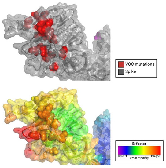 The Elusive Coreceptors for the SARS-CoV-2 Spike Protein