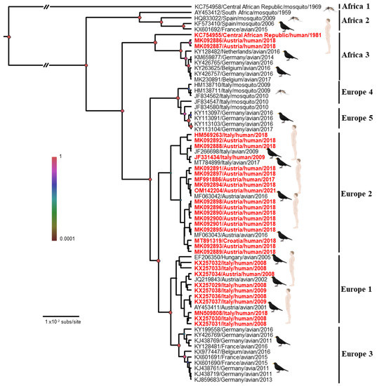 Viruses | Free Full-Text | Human Usutu Virus Infections in Europe: A ...